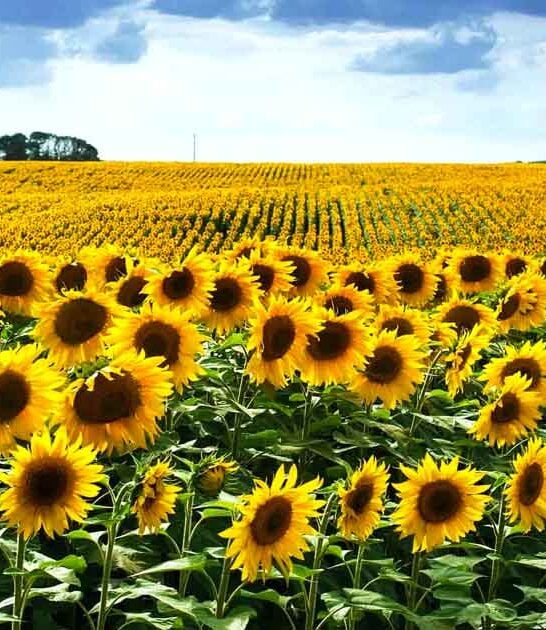 magical sunflower farm connecticut ftr