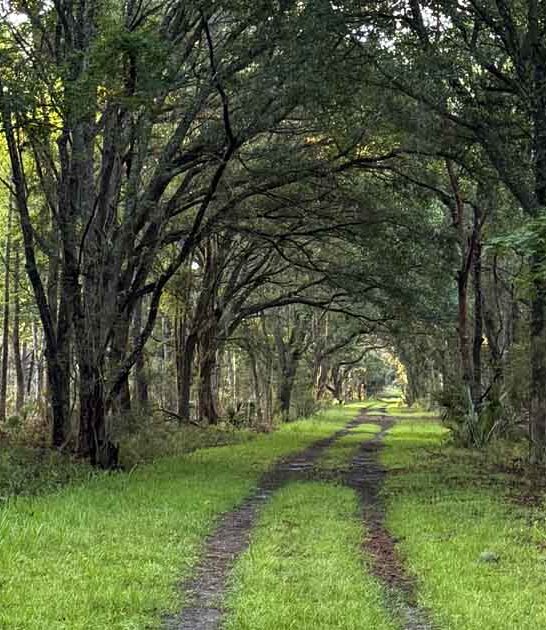 magical wildlife south carolina ftr