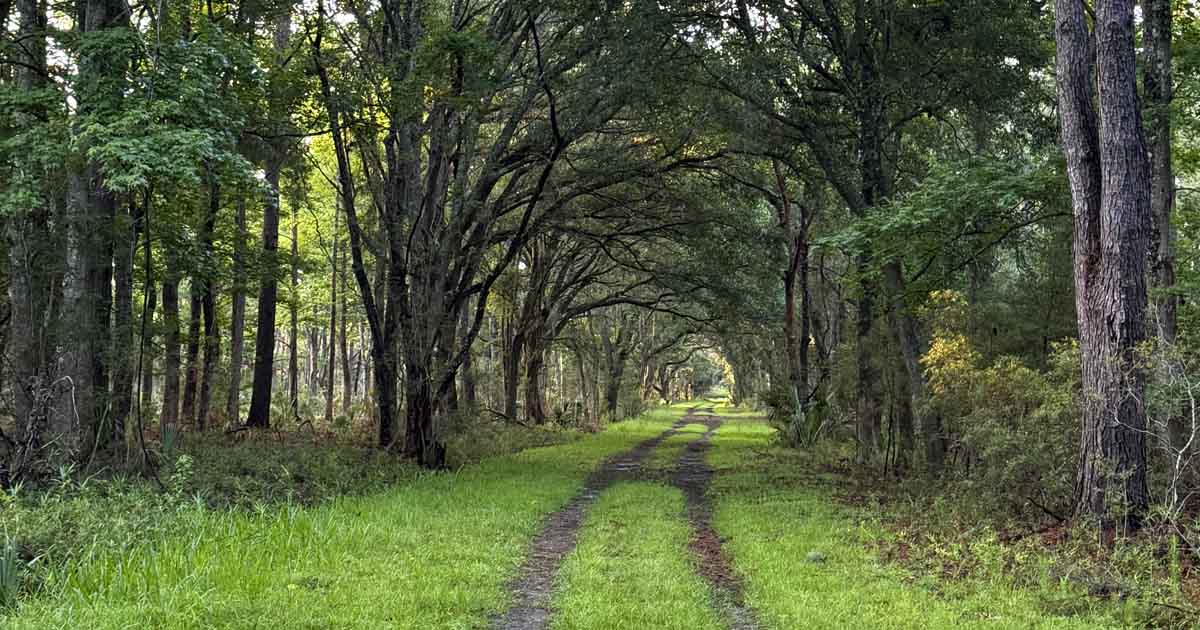 This Magical Wildlife Refuge In South Carolina Is The Nature Escape You ...