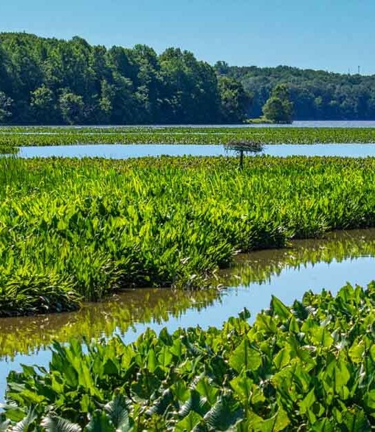 maryland beautiful secluded sanctuary ftr