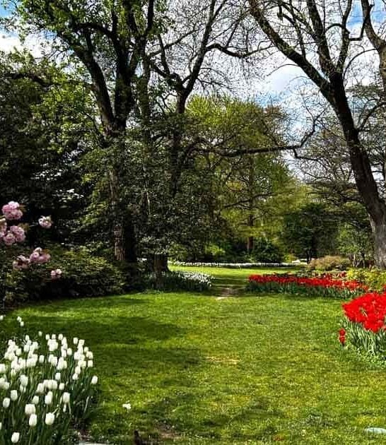 maryland spring tulip garden ftr