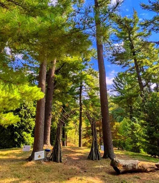 massachusetts enchanting free arboretum ftr