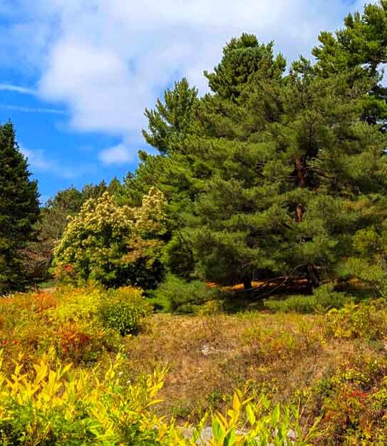 massachusetts magical free arboretum ftr