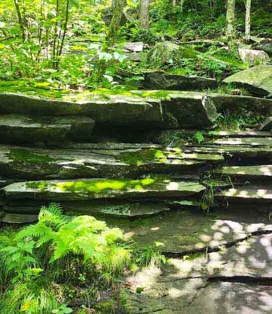 massachusetts old forest hike ftr