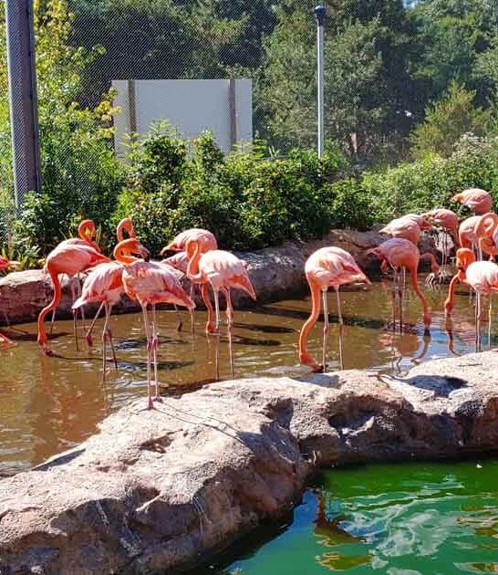 massachusetts zoo unforgettable trip ftr