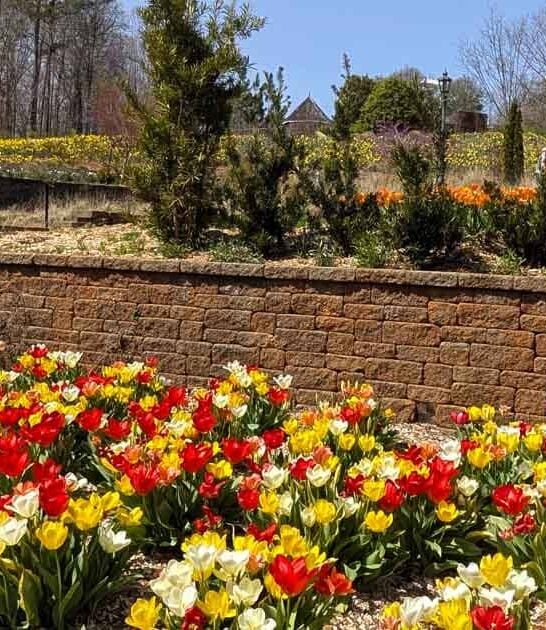 massive botanical garden georgia ftr