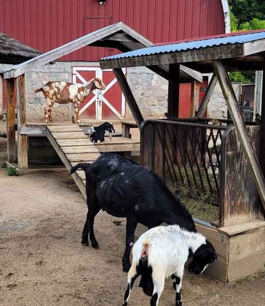 michigan bucket list zoo ftr
