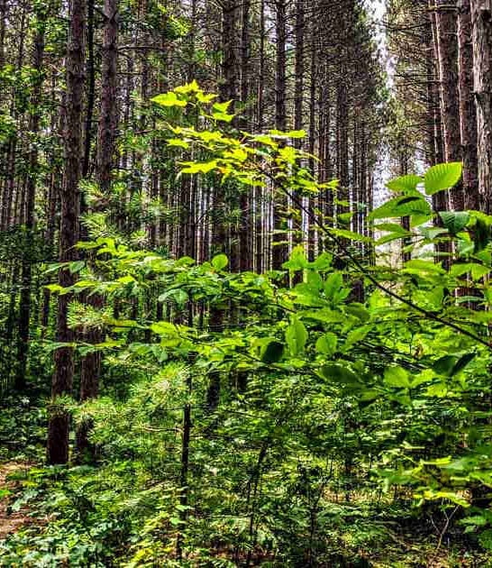 michigan stunning nature preserve ftr