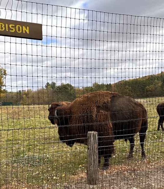 minnesota hidden family zoo ftr