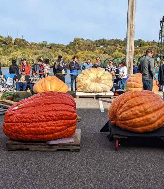 minnesota town harvest festival ftr