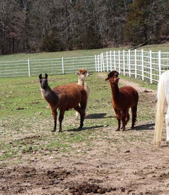 missouri animal ranch ftr