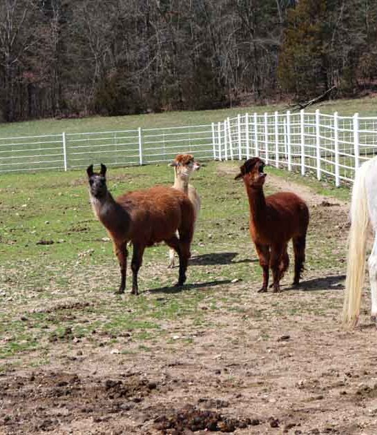 Missouri Is Home To The Most Unique Animal Ranch You&rsquo;ll Ever Find
