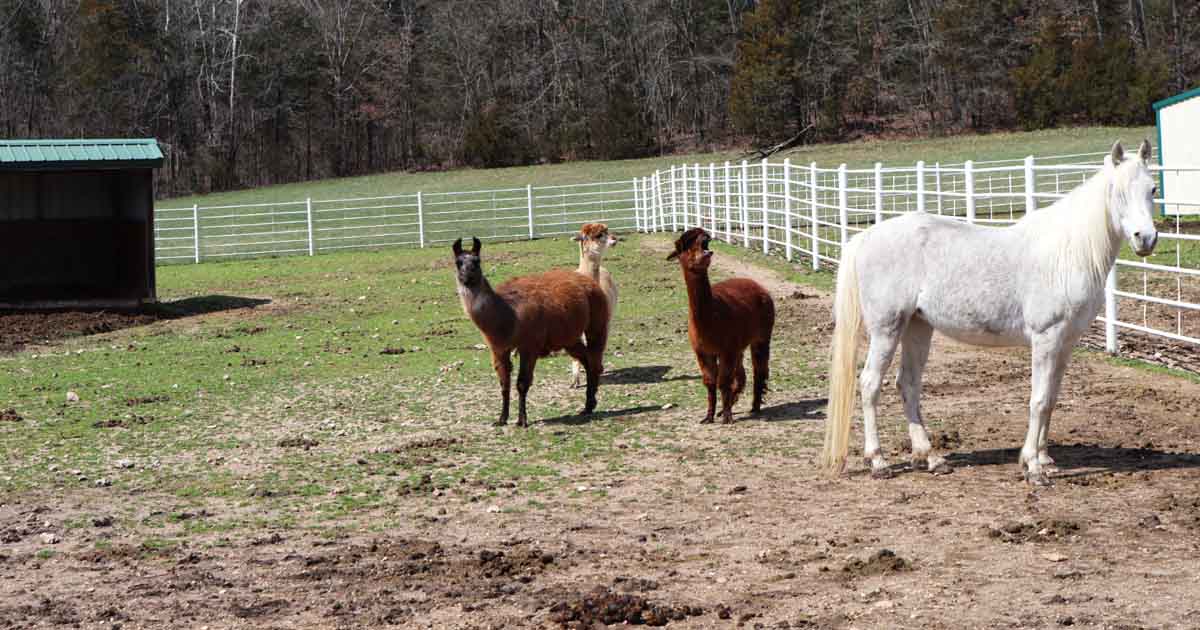 Missouri Is Home To The Most Unique Animal Ranch You'll Ever Find