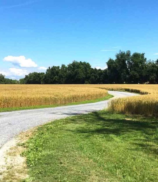 monarch butterfly trail maryland ftr