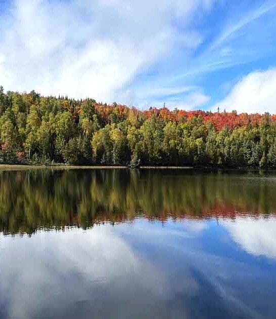 old breathtaking forest minnesota ftr