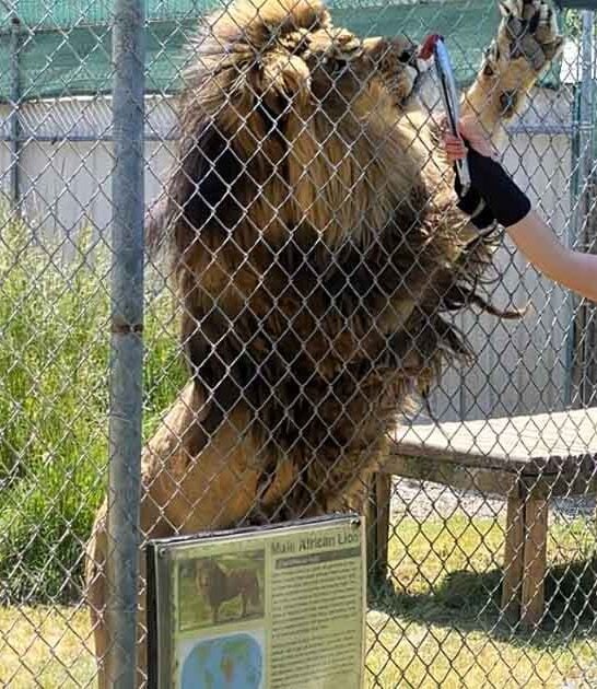 oregon roadside zoo encounter ftr