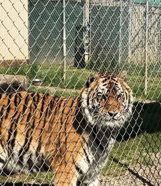 oregon wild cats zoo ftr