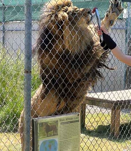 oregon zoo wild cats ftr