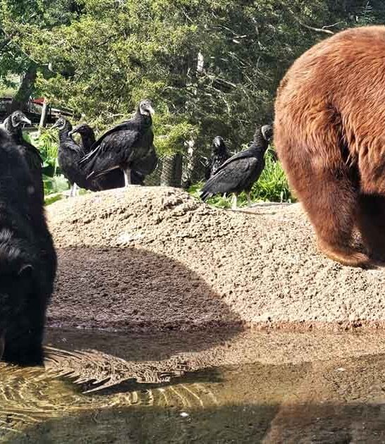 pennsylvania unforgettable zoo trip ftr