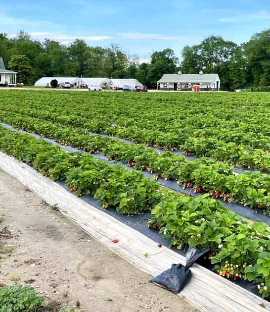 picking strawberries maryland farm ftr