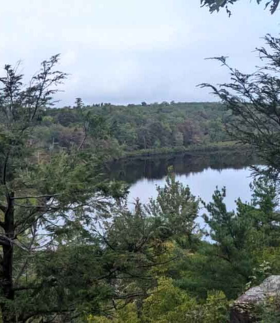 primitive forest new jersey ftr