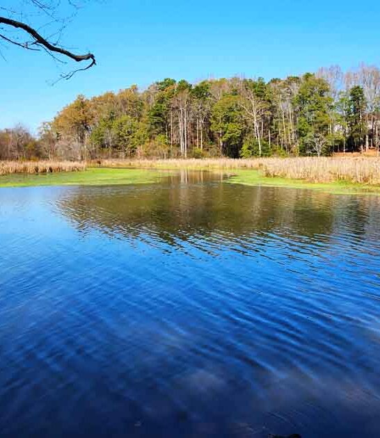 quiet south carolina park ftr