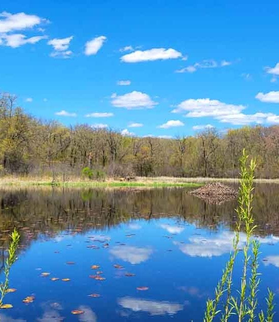 quiet state park minnesota ftr