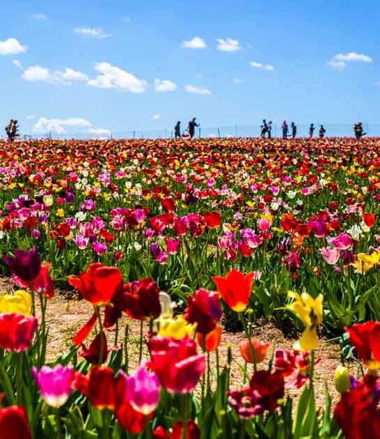 scenic tulip farm virginia ftr