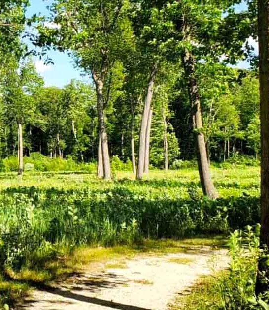 soul gorgeous wisconsin park ftr