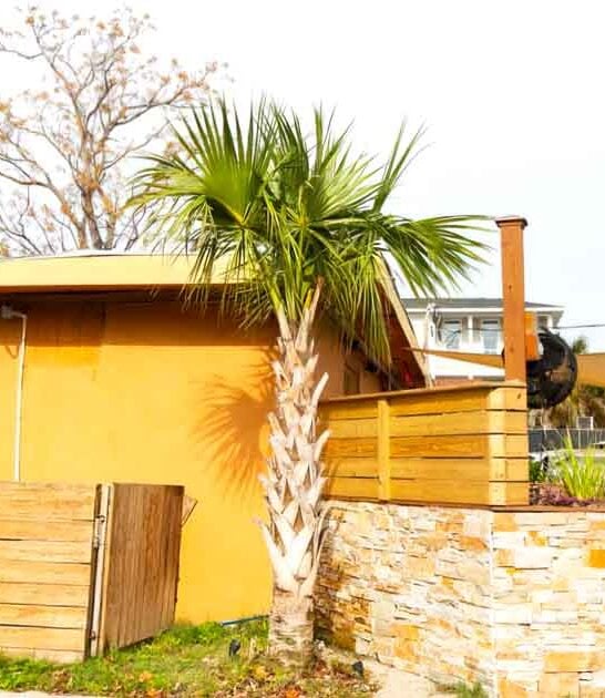 soul south carolina food ftr