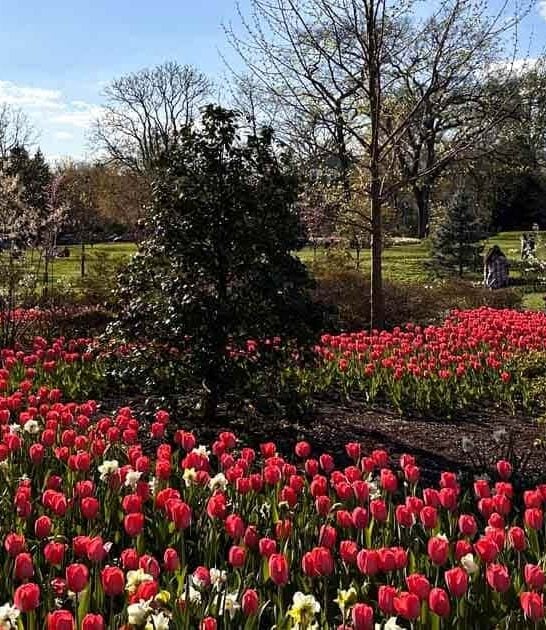 spectacular tulip garden maryland ftr