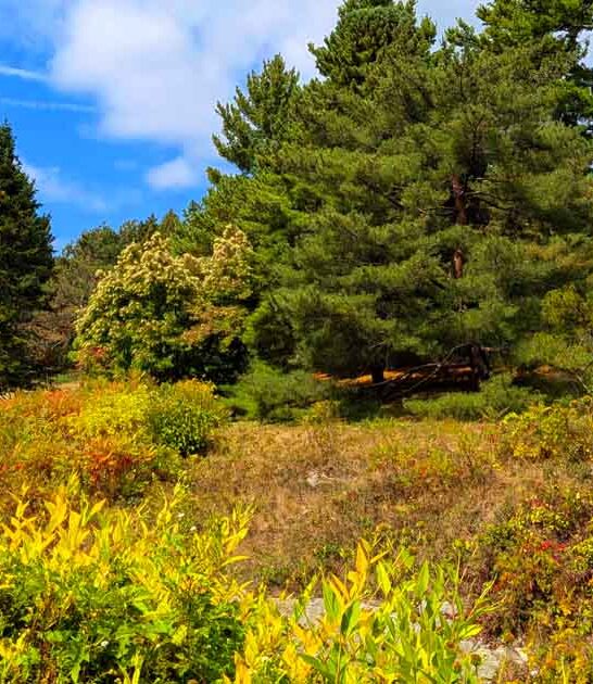 stunning harvard arboretum massachusetts ftr