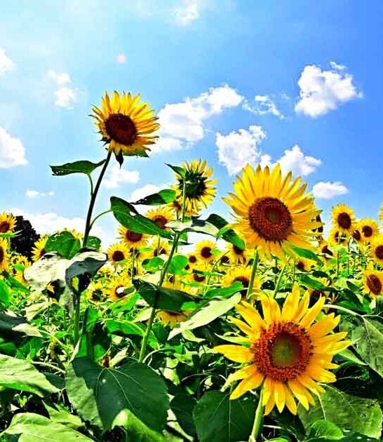 stunning sunflower farm connecticut ftr