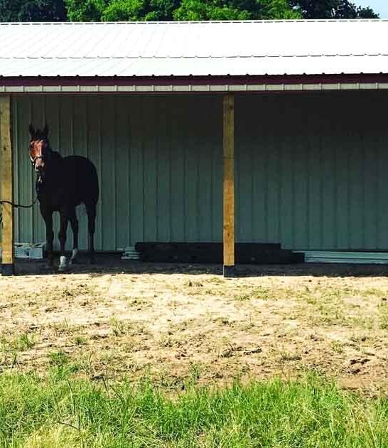 texas racehorse farm ride ftr
