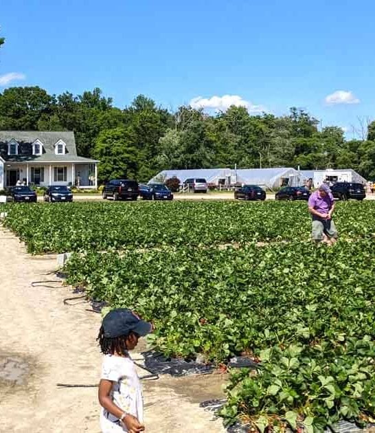 trip maryland strawberry farm ftr