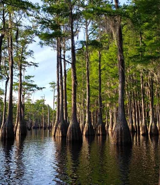 underappreciated state park georgia ftr