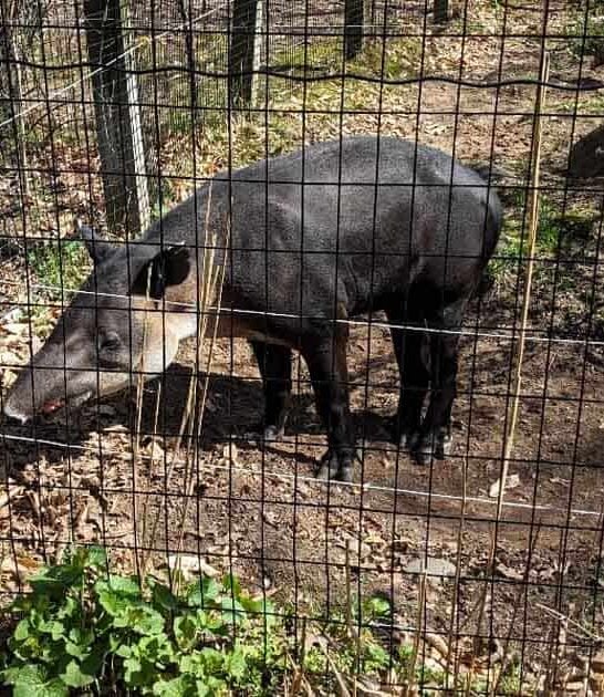 underrated new jersey zoo ftr