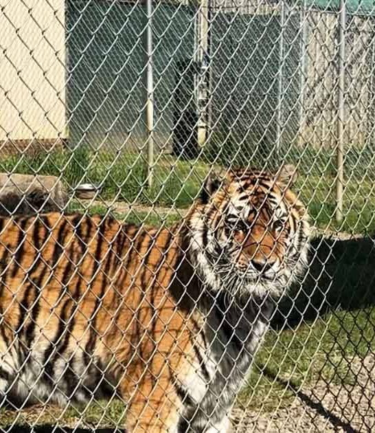This One-Of-A-Kind Roadside Zoo In Oregon Is A Wild Cat Lover&rsquo;s Dream Come True