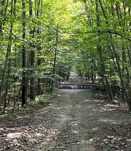 untamed forest new jersey ftr