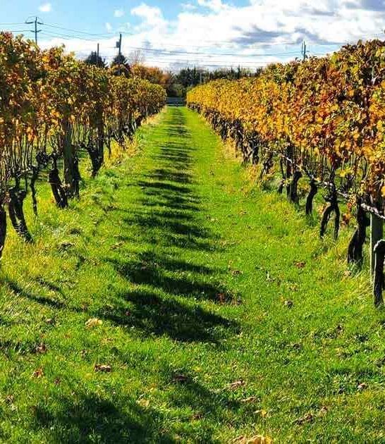 vineyards destination new york ftr