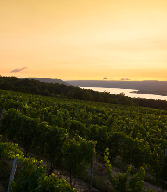 vineyards experience new york ftr
