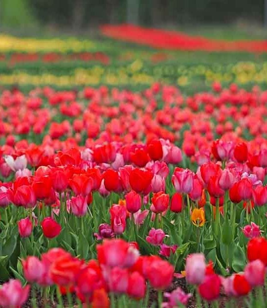 virginia tulip fields magic ftr