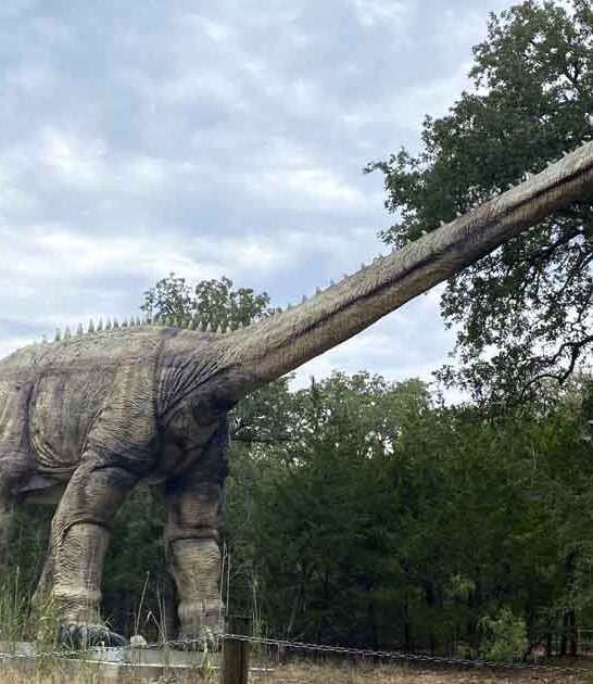 wild dinosaur park texas ftr