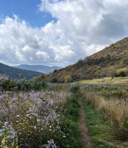 wildflower trail north carolina ftr