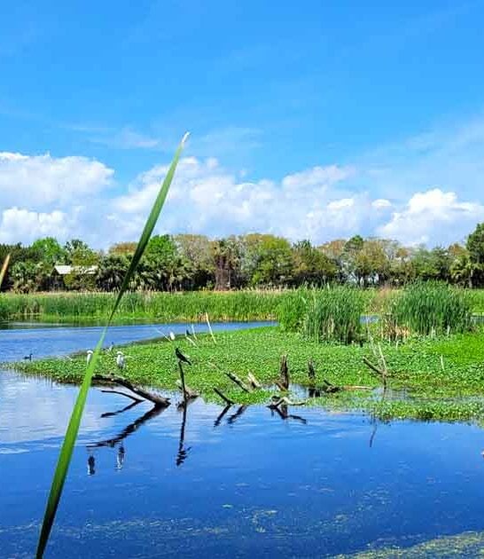 wildlife refuge south carolina ftr