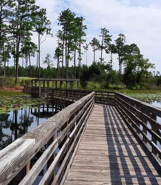 wildlife state park georgia ftr