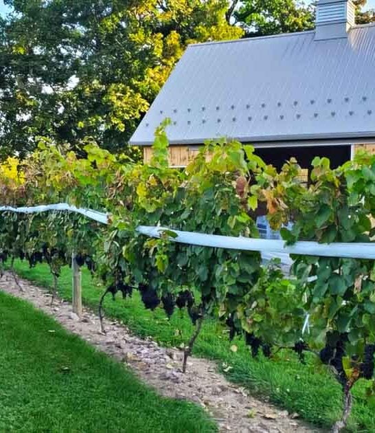 wine farm pennsylvania winery ftr