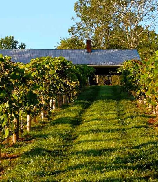 winery georgia farm animals ftr