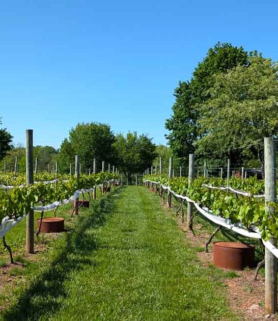 winery pennsylvania farm animals ftr