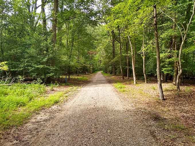 Summer's green canopy creates a natural cathedral where the only sound you'll hear is your own footsteps crunching gravel.